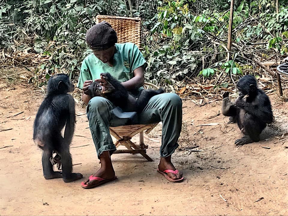Congo Kinshasa: Bonobos, Sapeurs and the Congo River - Congo / DRC ...