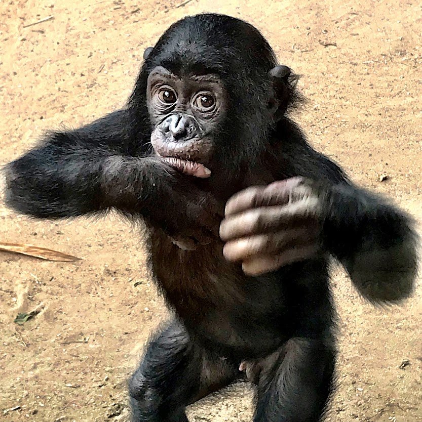 Congo Kinshasa: Bonobos, Sapeurs and the Congo River - Congo / DRC ...
