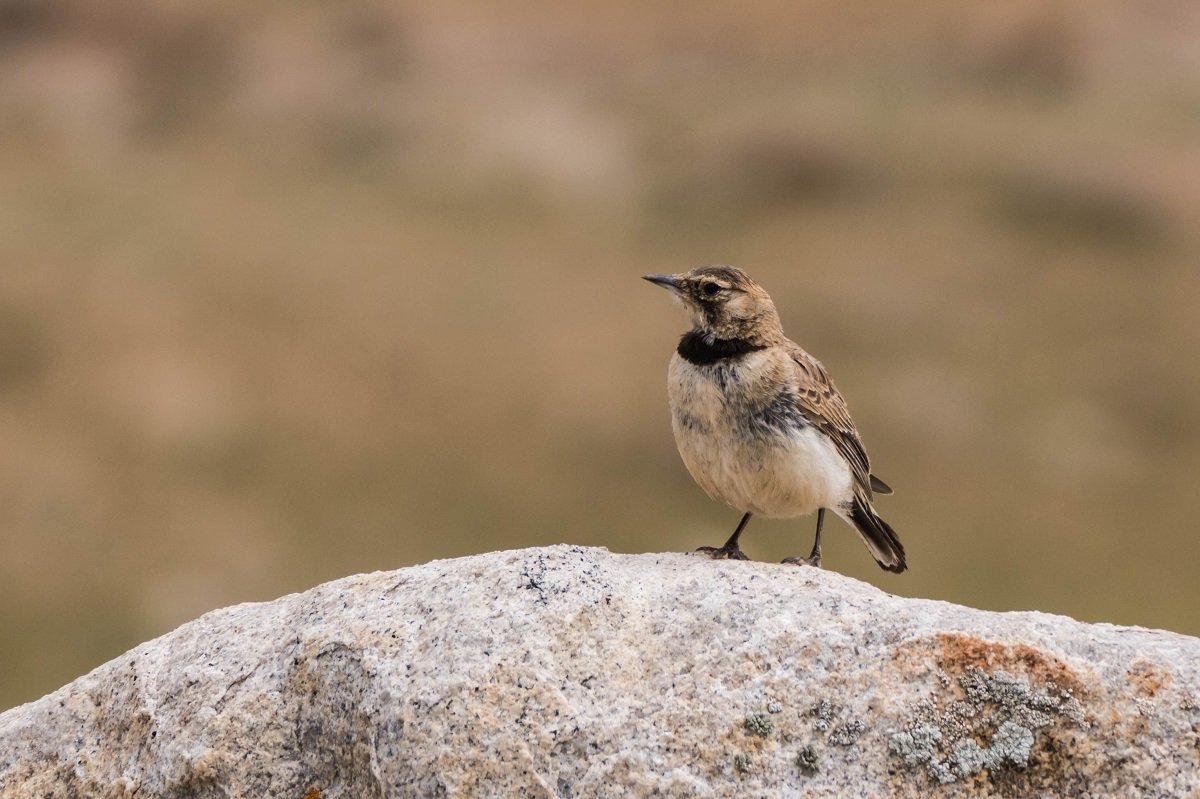 Ladakh 2019 - India - Safaritalk
