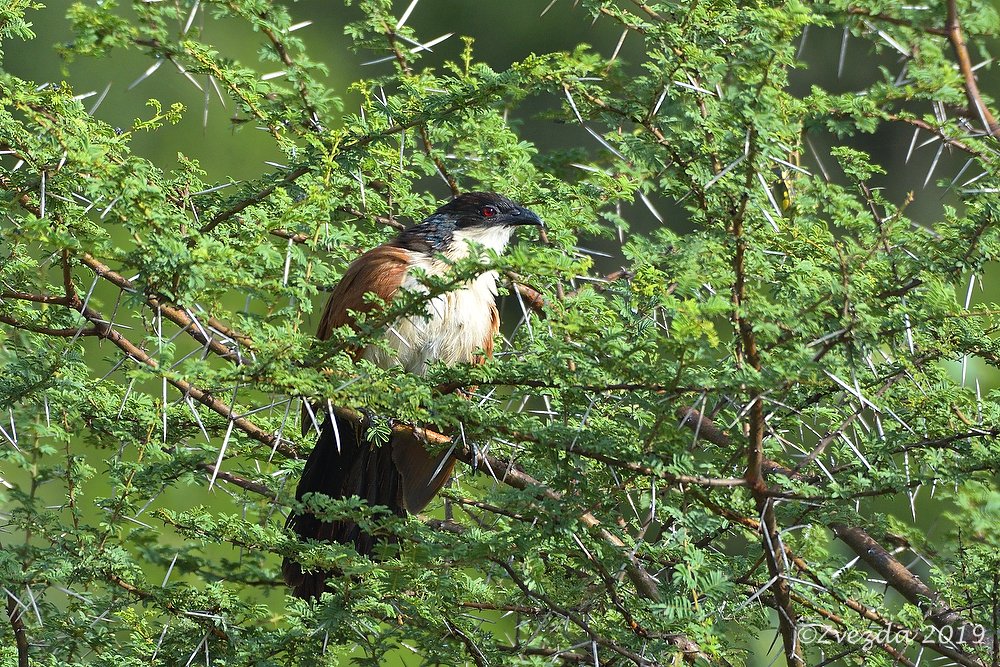 KwaZulu-Natal February 2019: sea, mountains, and birds in between ...