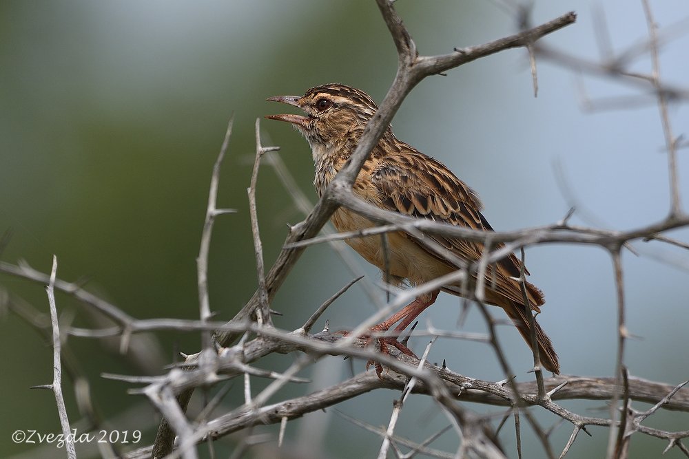 KwaZulu-Natal February 2019: sea, mountains, and birds in between ...