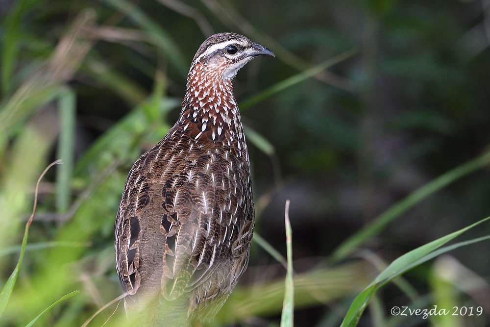 KwaZulu-Natal February 2019: sea, mountains, and birds in between ...