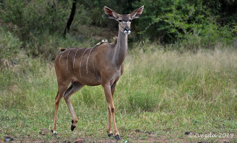 KwaZulu-Natal February 2019: sea, mountains, and birds in between ...