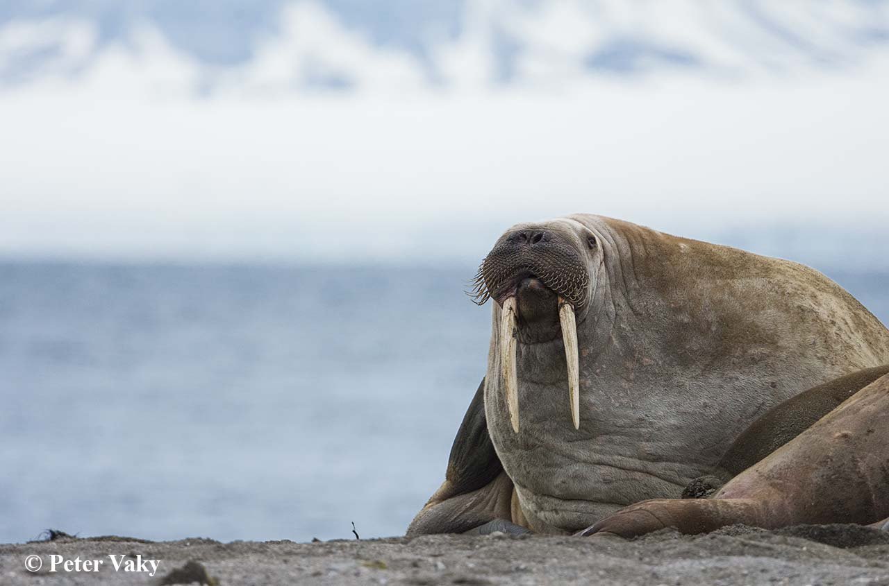 A Trip to the Top of the World: Svalbard, August 2019 - Page 2 - Europe ...