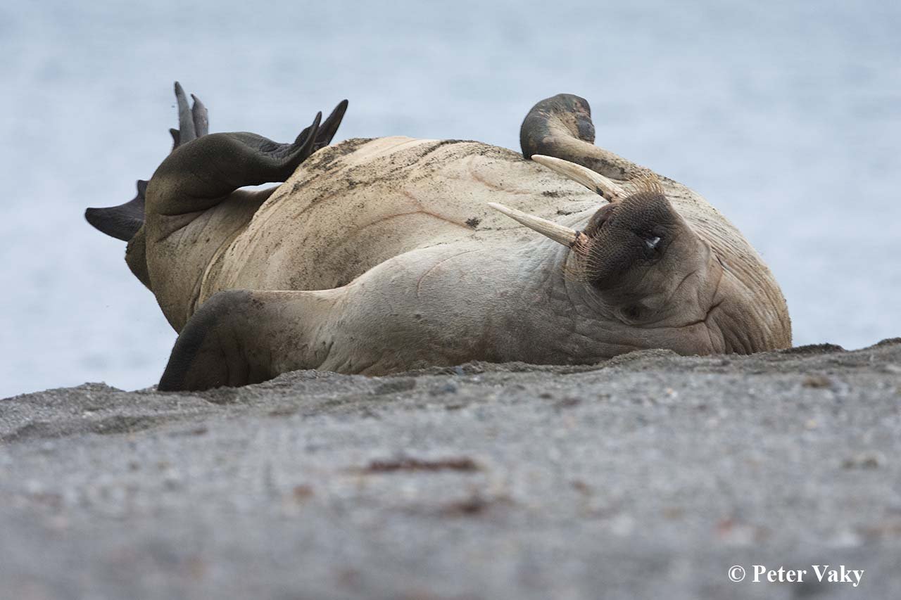 A Trip to the Top of the World: Svalbard, August 2019 - Page 2 - Europe ...