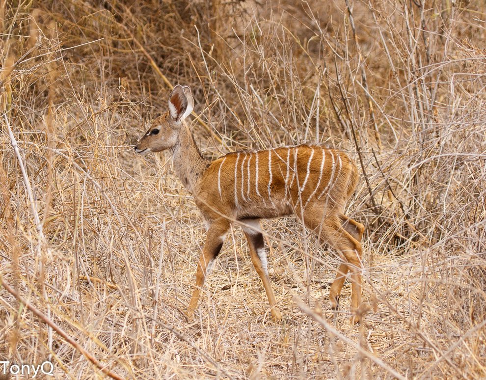 A Return to Kenya: September 2019 - Kenya - Safaritalk