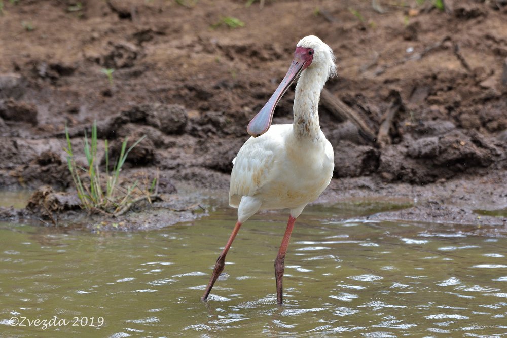 KwaZulu-Natal February 2019: sea, mountains, and birds in between ...