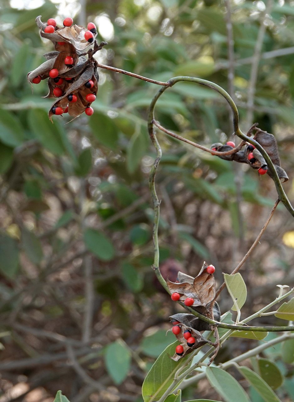 Kafue—RETURN TO MY ROOTS—Musekese & Ntemwa, Oct 4-14 - Page 2 - Zambia ...