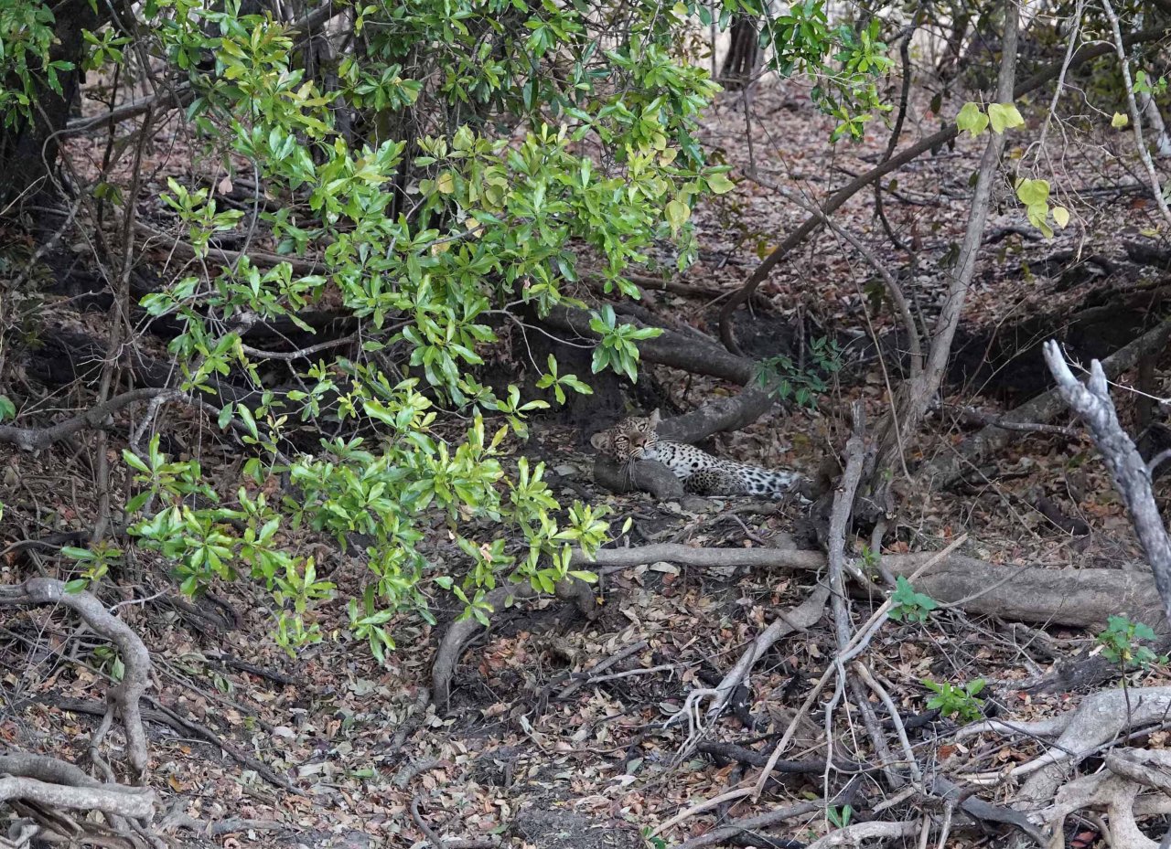 Kafue—RETURN TO MY ROOTS—Musekese & Ntemwa, Oct 4-14 - Zambia - Safaritalk