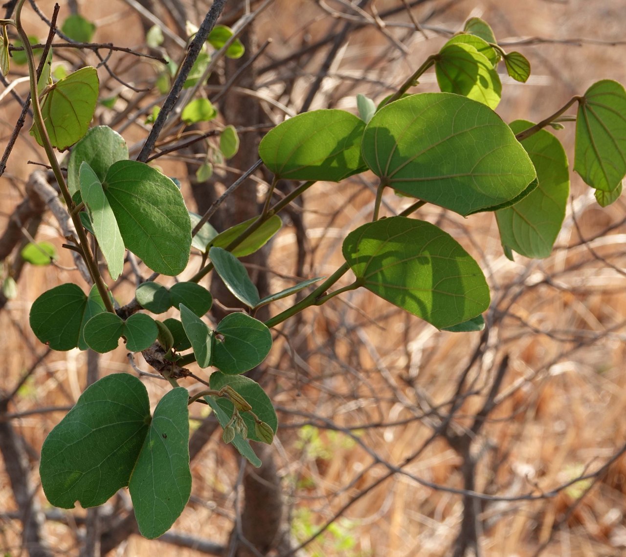 Kafue—RETURN TO MY ROOTS—Musekese & Ntemwa, Oct 4-14 - Page 2 - Zambia ...