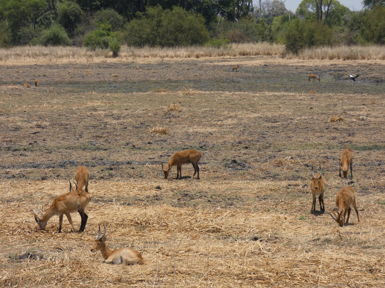 Musekese, Kafue - A dream come true - Zambia - Safaritalk