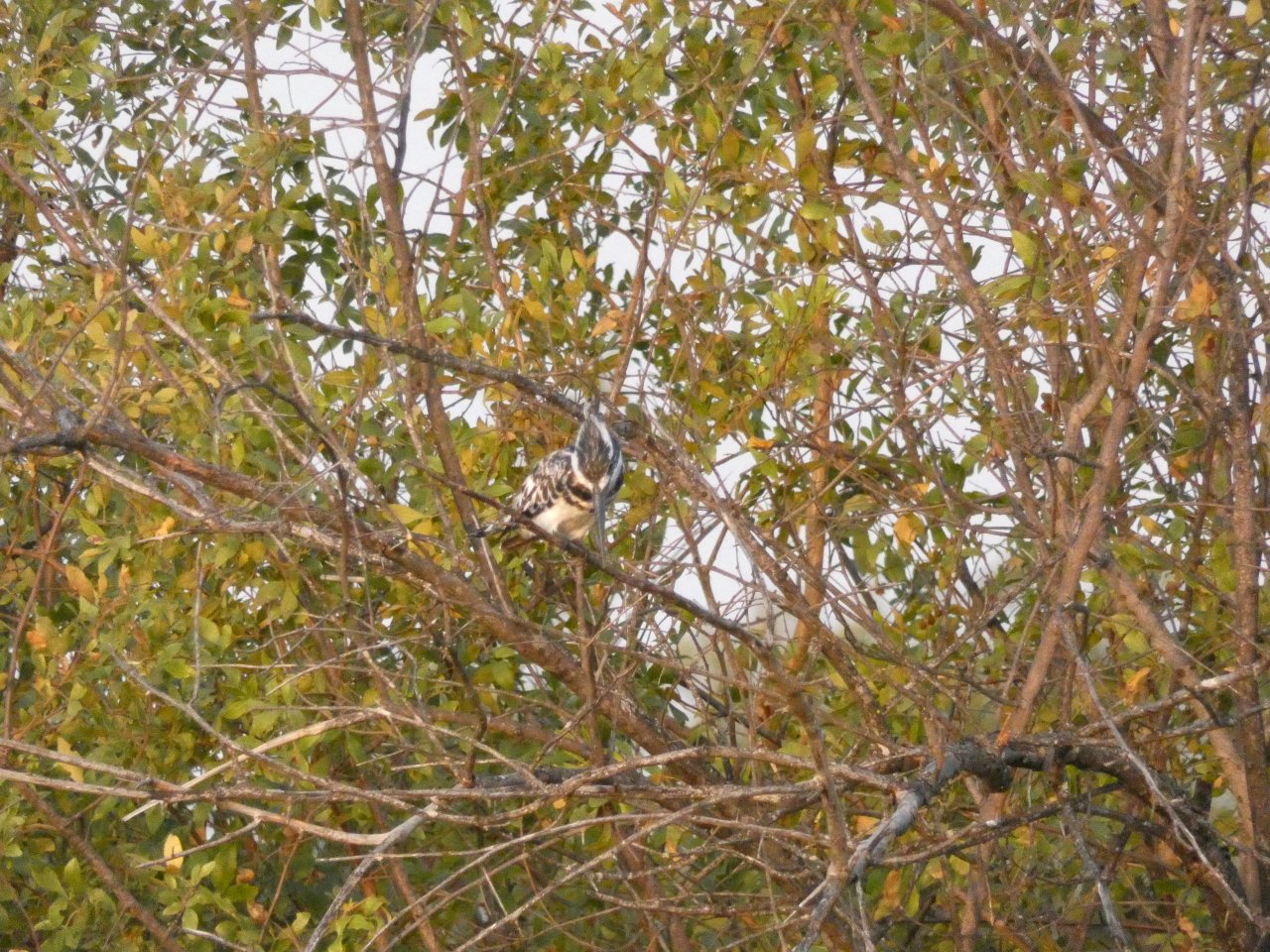 Musekese, Kafue - A dream come true - Zambia - Safaritalk