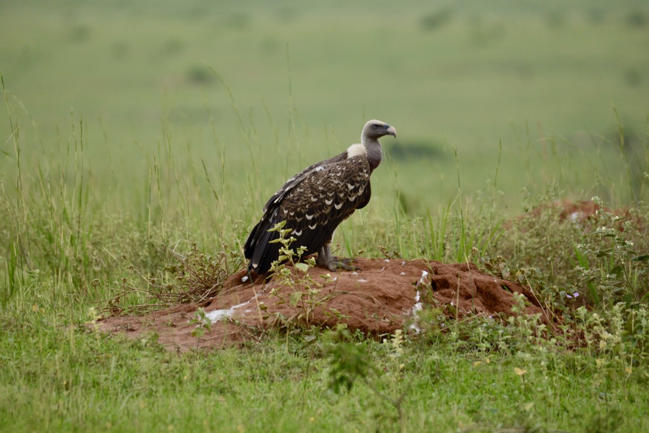 Uganda: Birds (and Mammals) Aplenty - Uganda - Safaritalk