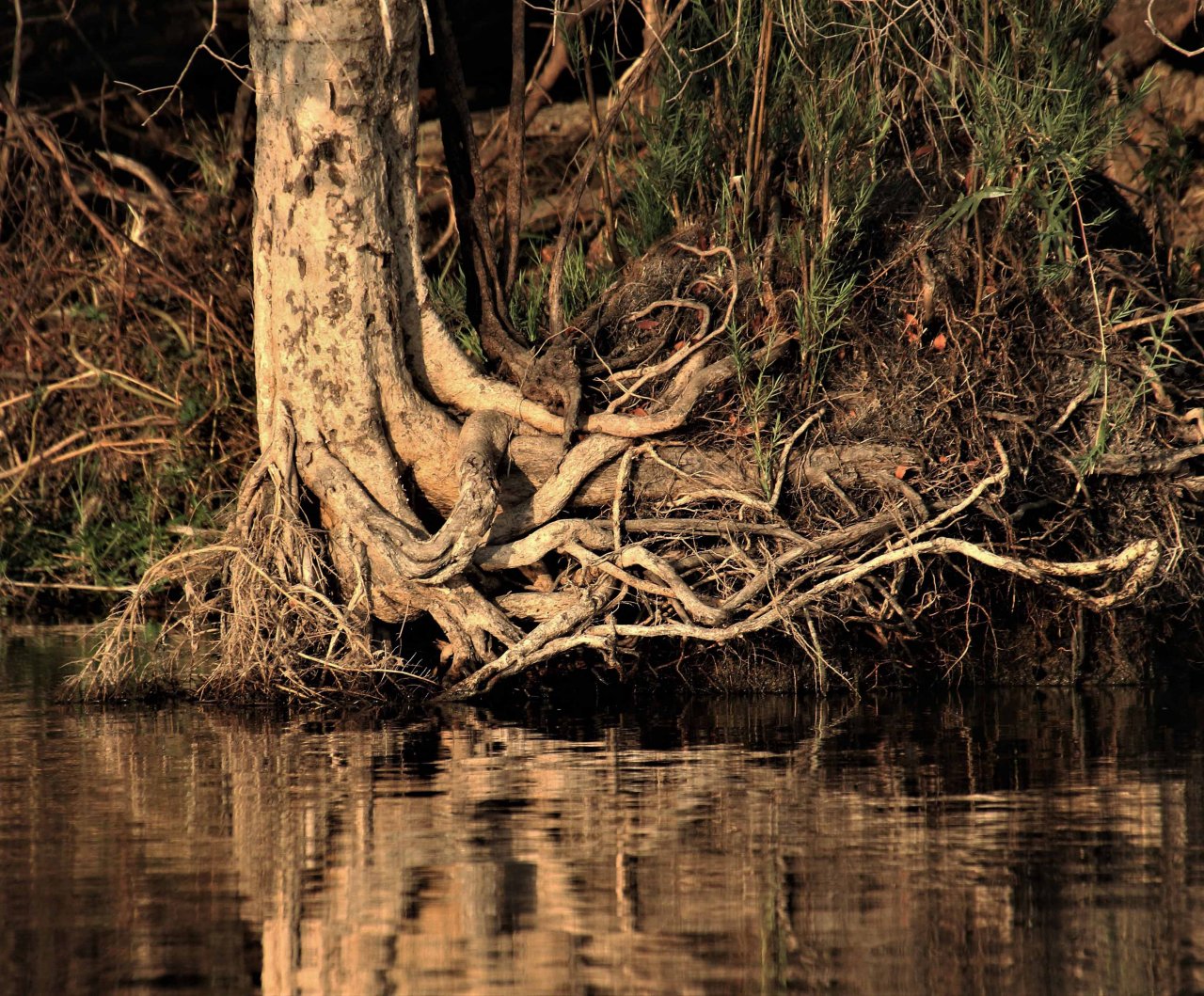 Kafue—RETURN TO MY ROOTS—Musekese & Ntemwa, Oct 4-14 - Zambia - Safaritalk