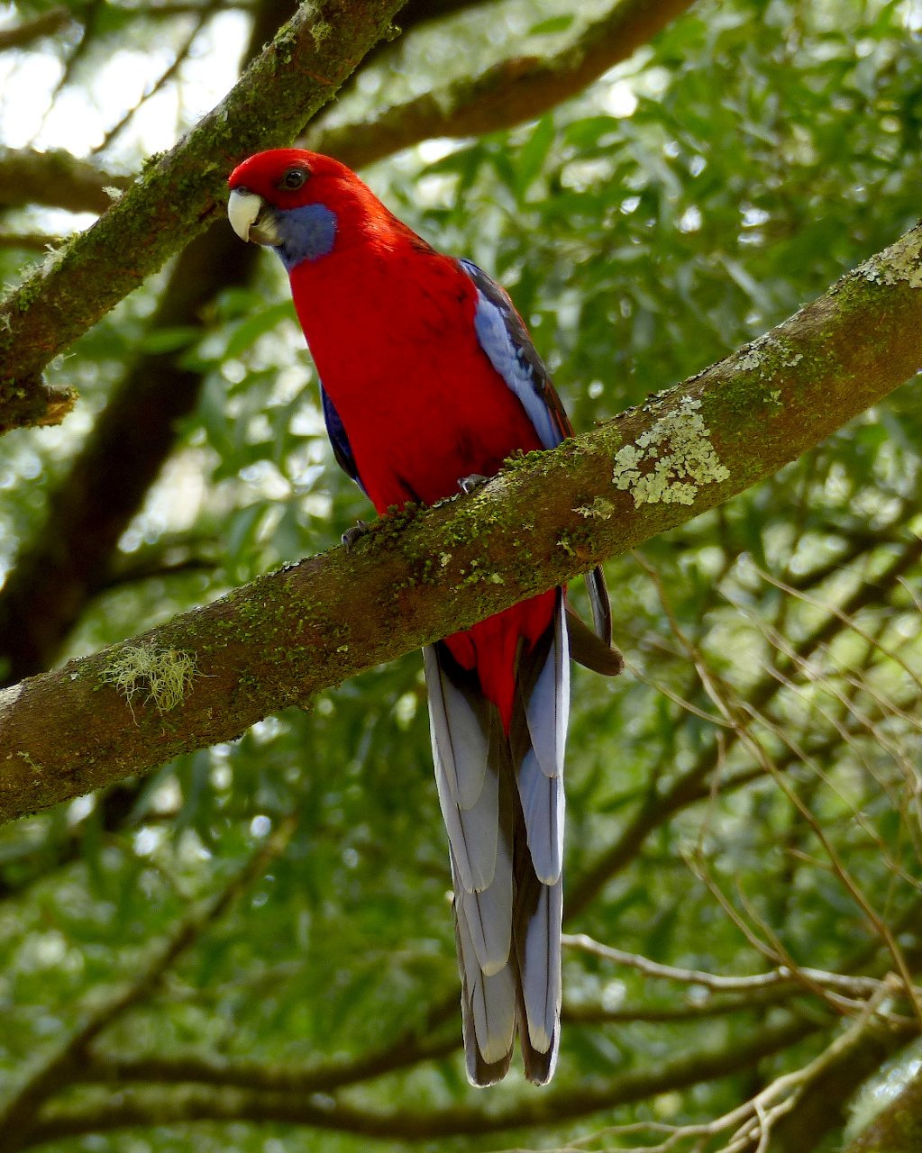 Home-grown, handmade and home-spun : honeyeaters and handsome parrots ...