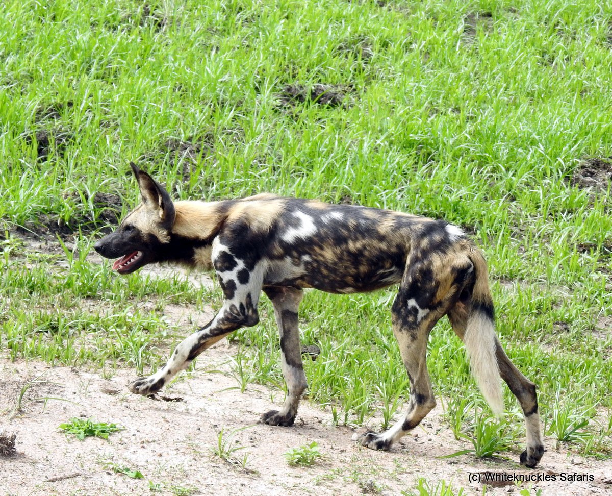 A long overdue return to Zambia where it rained! Cats and Dogs - Page 3 ...