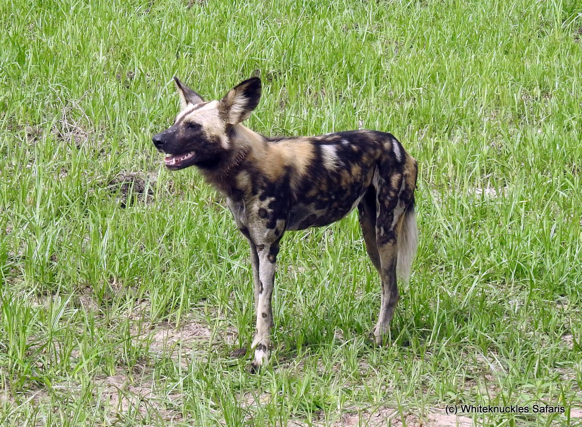 A long overdue return to Zambia where it rained! Cats and Dogs - Page 3 ...