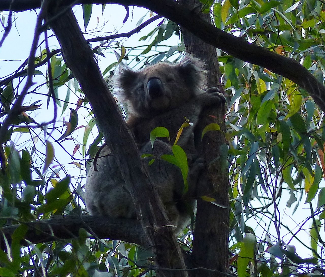 Home-grown, handmade and home-spun : honeyeaters and handsome parrots ...