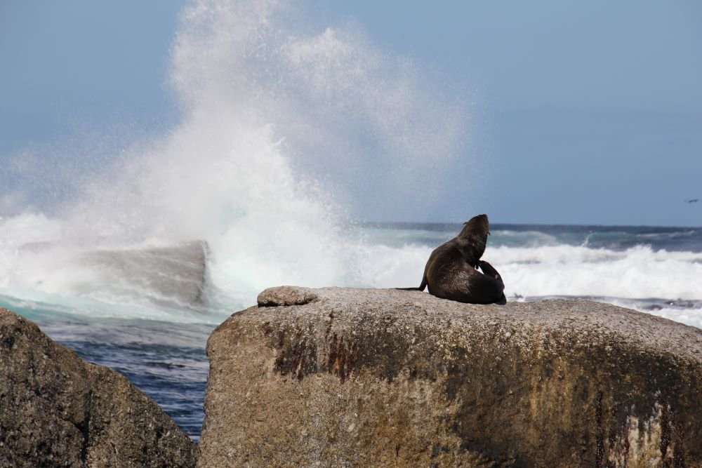 Cape Town – Wildlife Abounds, Even Where You Least Expect It - South ...