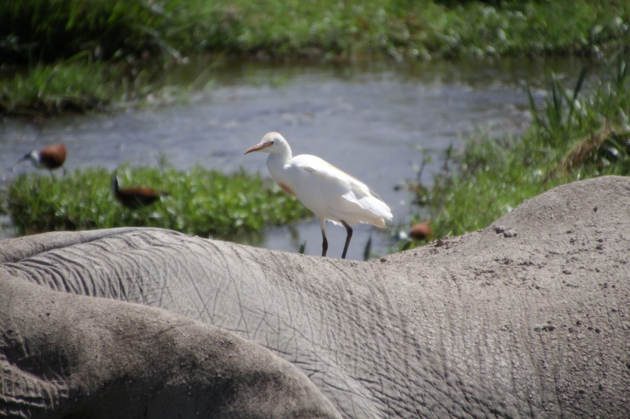 Kenya - Dreams Realized - Kenya - Safaritalk