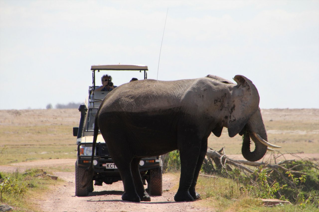 Kenya - Dreams Realized - Kenya - Safaritalk