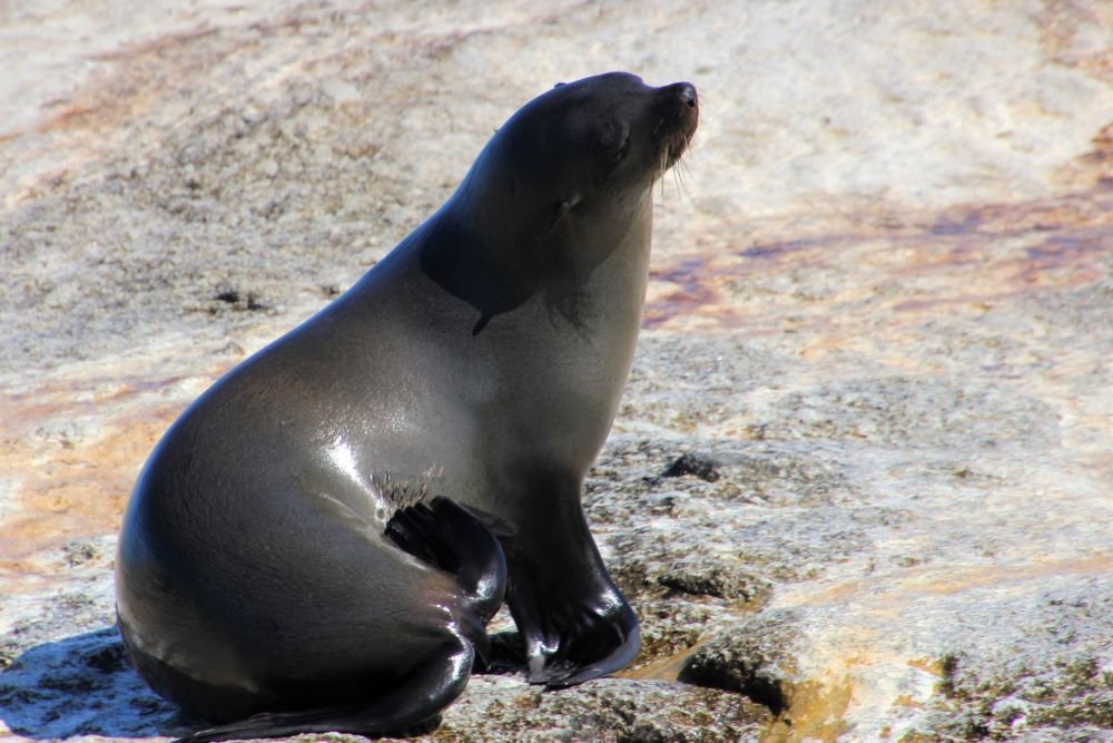 Cape Town – Wildlife Abounds, Even Where You Least Expect It - South ...