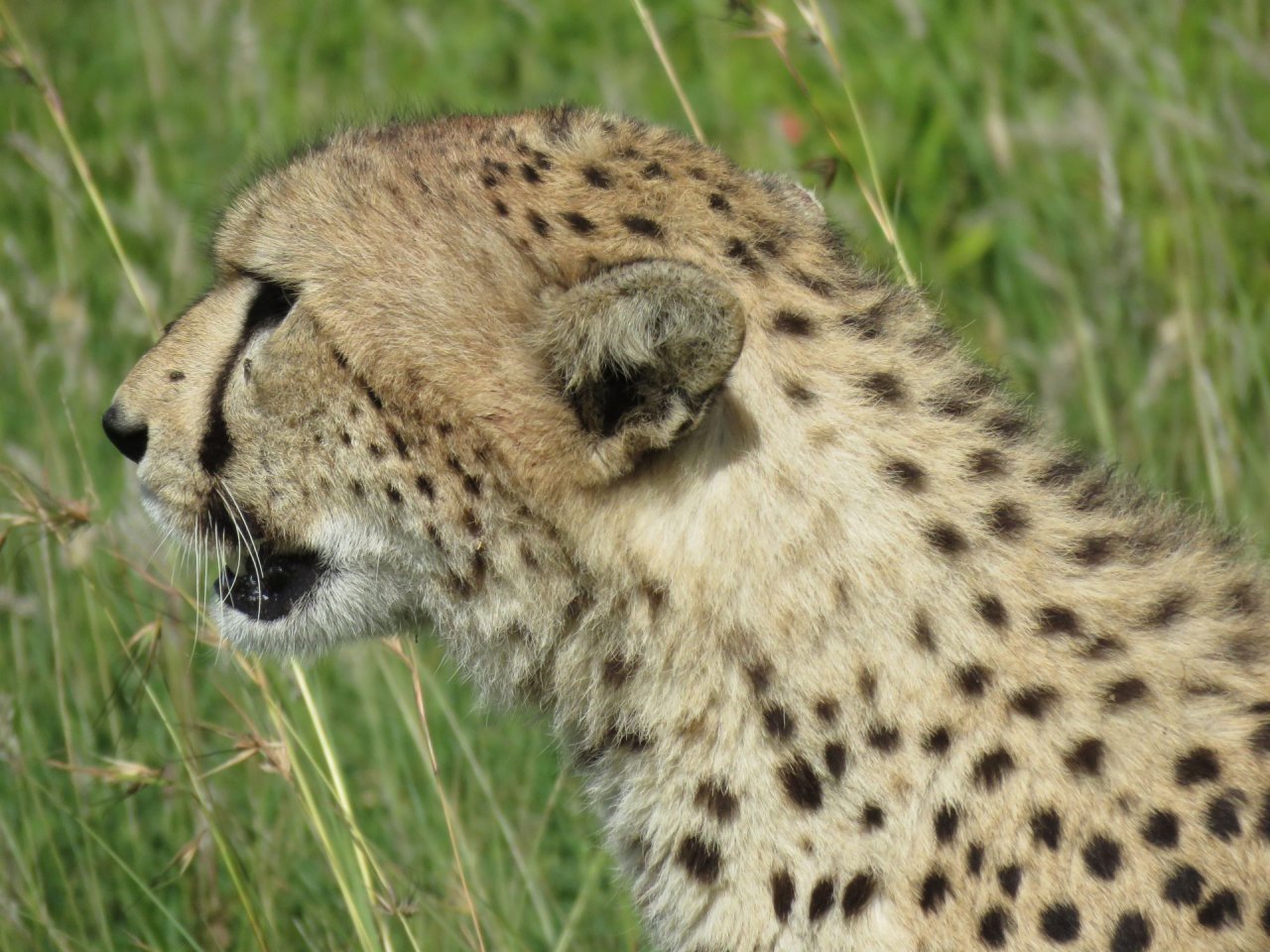 Cheetah, Cheetah and Honey Badgers Too February 2020 - Tanzania ...