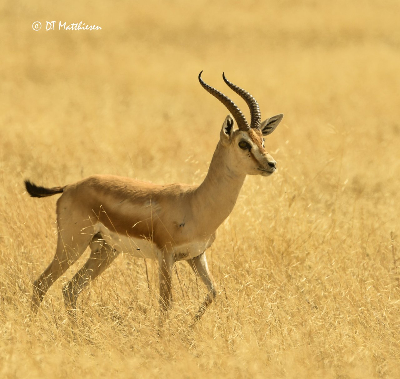 Beyond the Red List: Rising From the Ashes in the Ouadi-Rimé Ouadi ...