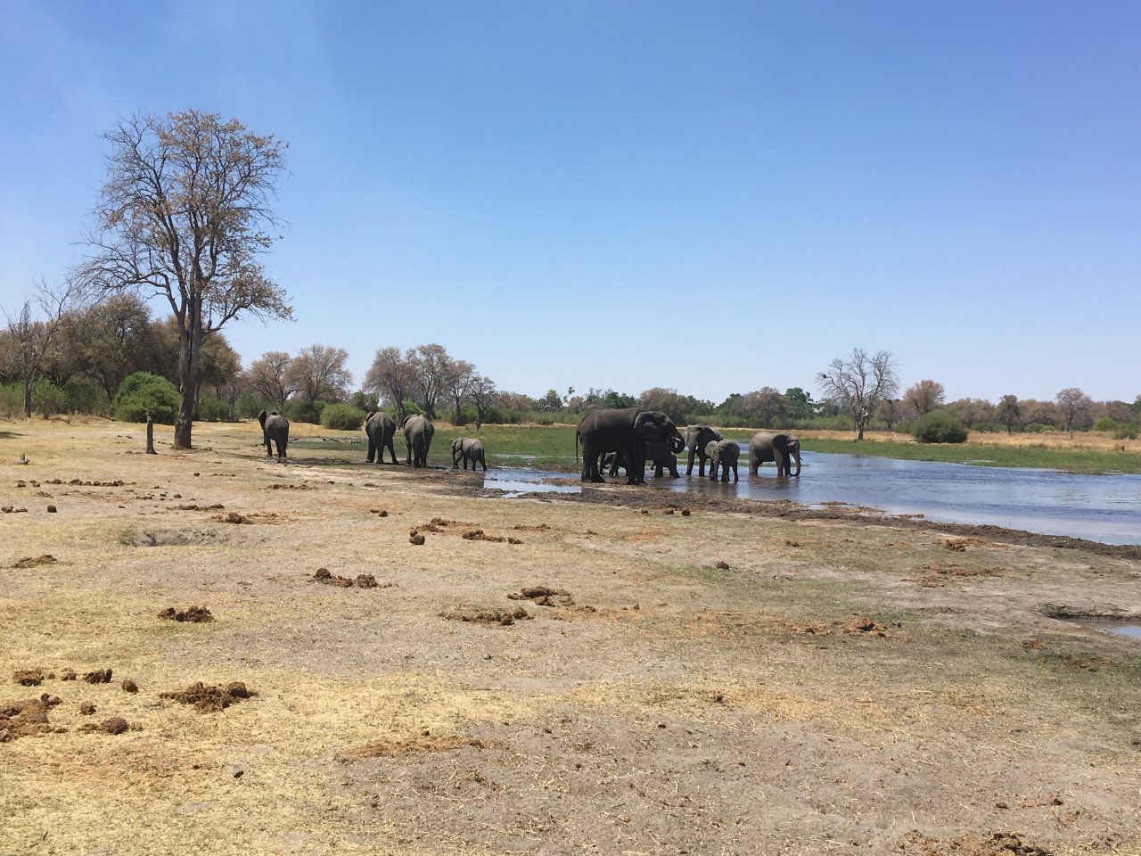 Botswana Mobile Safari with Alwyn Myburgh - Page 2 - Botswana - Safaritalk