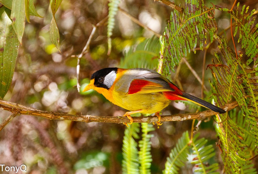 Malaysia: Fascinating (and cute) mammals, beautiful birds. - Asia ...