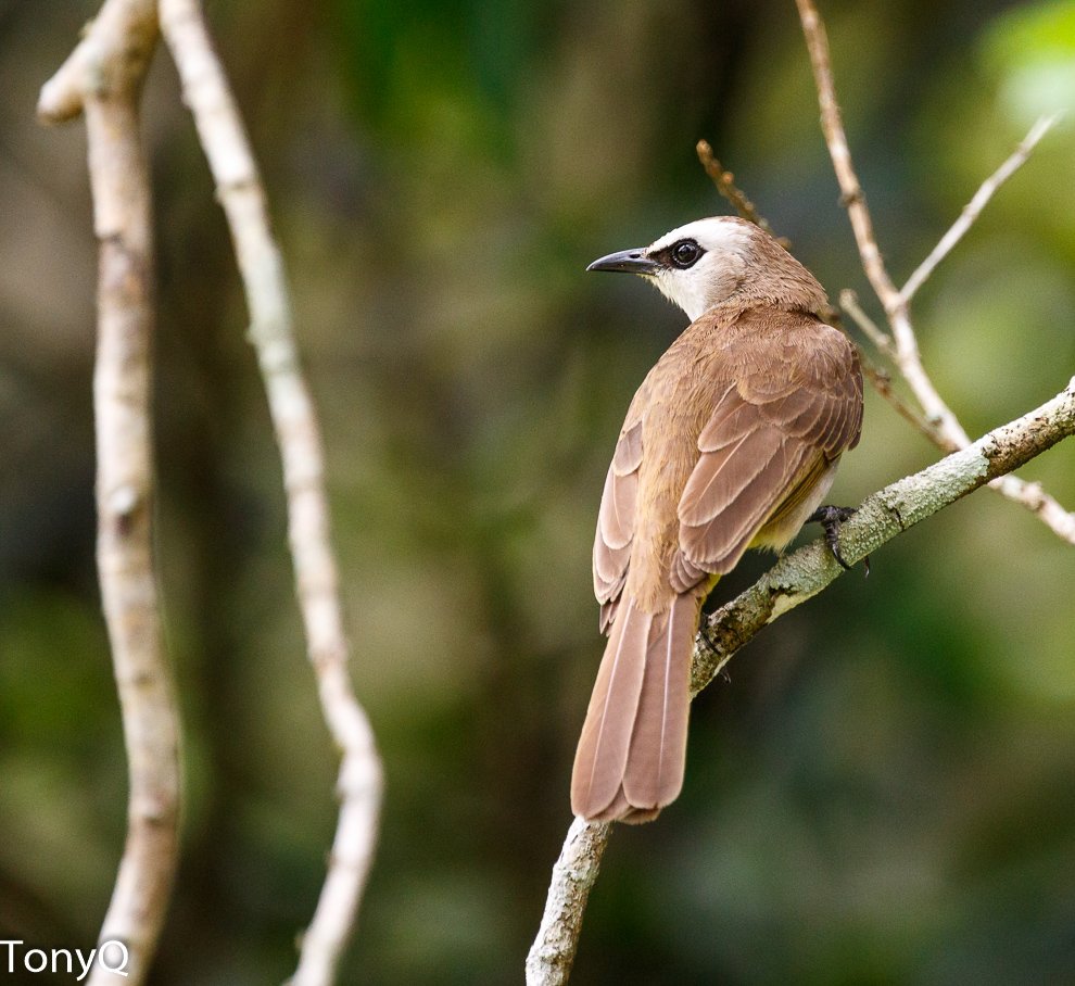 Malaysia: Fascinating (and cute) mammals, beautiful birds. - Asia ...
