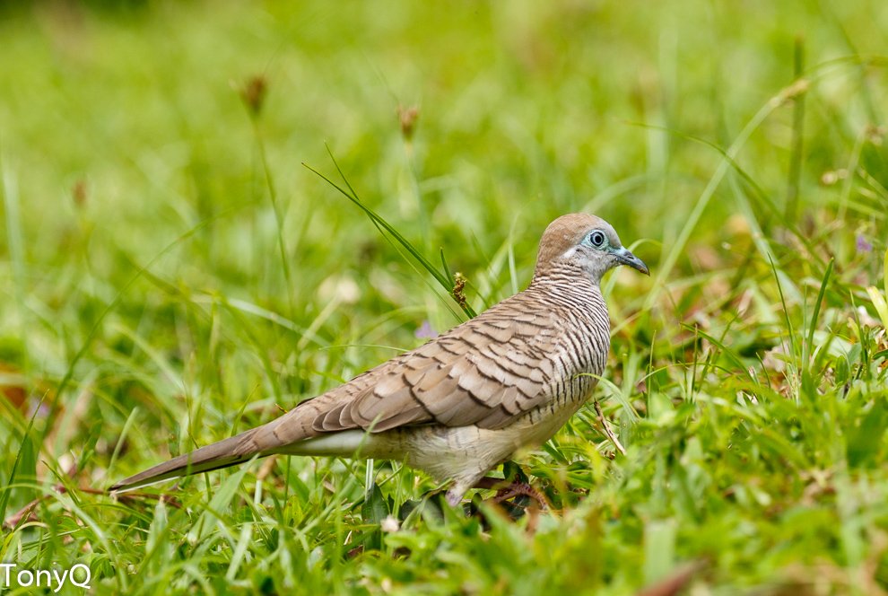 Malaysia: Fascinating (and cute) mammals, beautiful birds. - Asia ...