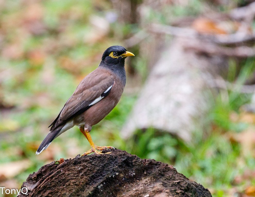 Malaysia: Fascinating (and cute) mammals, beautiful birds. - Asia ...