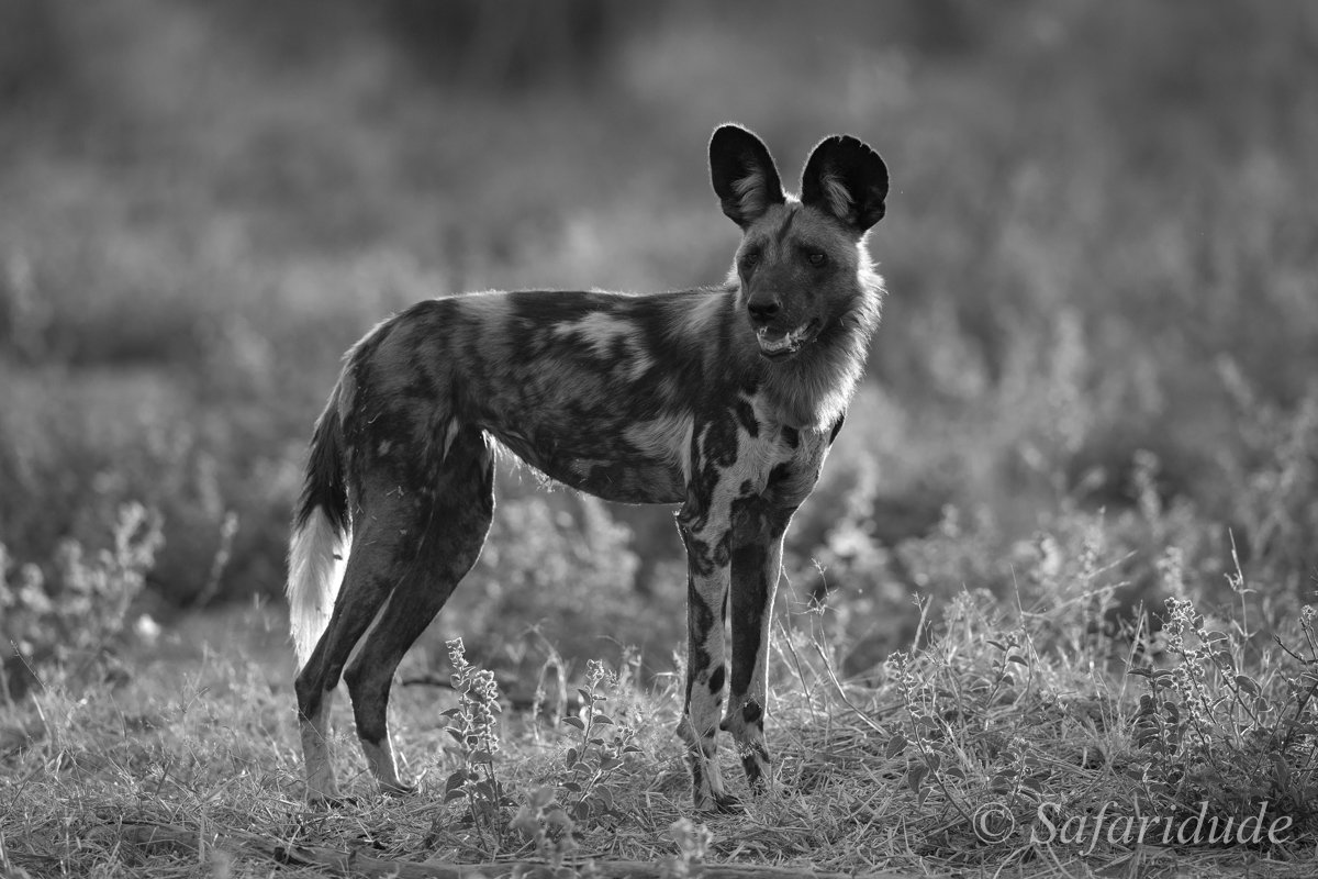 A Kwando/Kwara Quickie - Botswana - Safaritalk