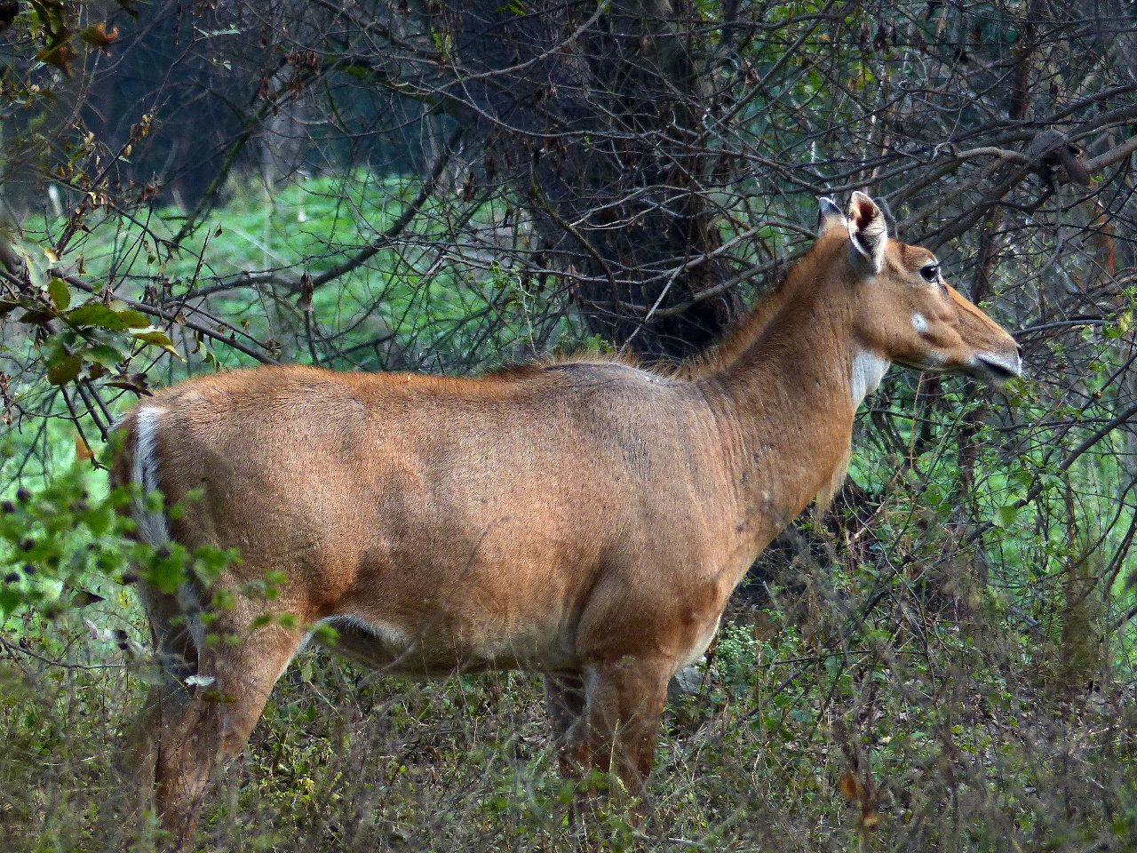 India : history, mystery, amazing bestiary - India - Safaritalk