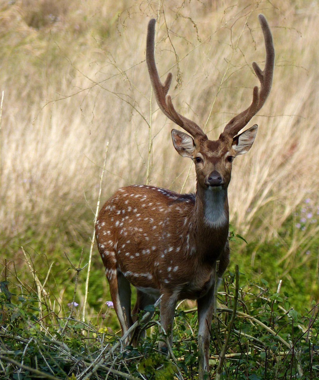 India : history, mystery, amazing bestiary - India - Safaritalk