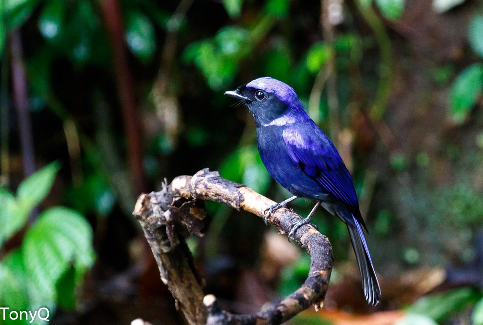 Malaysia: Fascinating (and cute) mammals, beautiful birds. - Asia ...