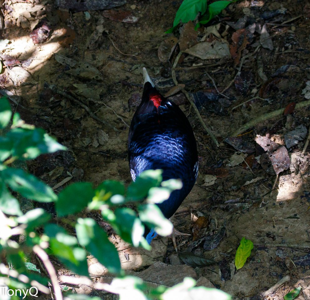 Malaysia: Fascinating (and cute) mammals, beautiful birds. - Page 2 ...
