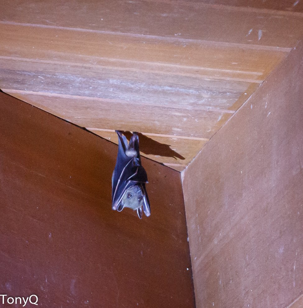 Malaysia: Fascinating (and cute) mammals, beautiful birds. - Page 3 ...