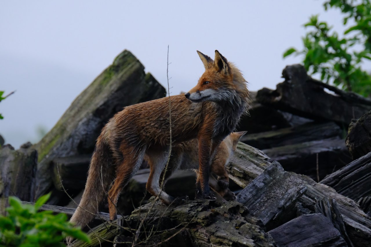 Foxes, owls and moose in Lille Vildmose, Denmark - Europe - Safaritalk
