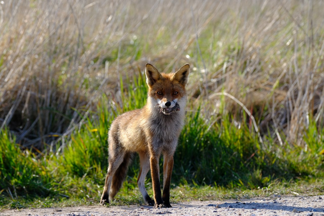 Foxes, owls and moose in Lille Vildmose, Denmark - Europe - Safaritalk