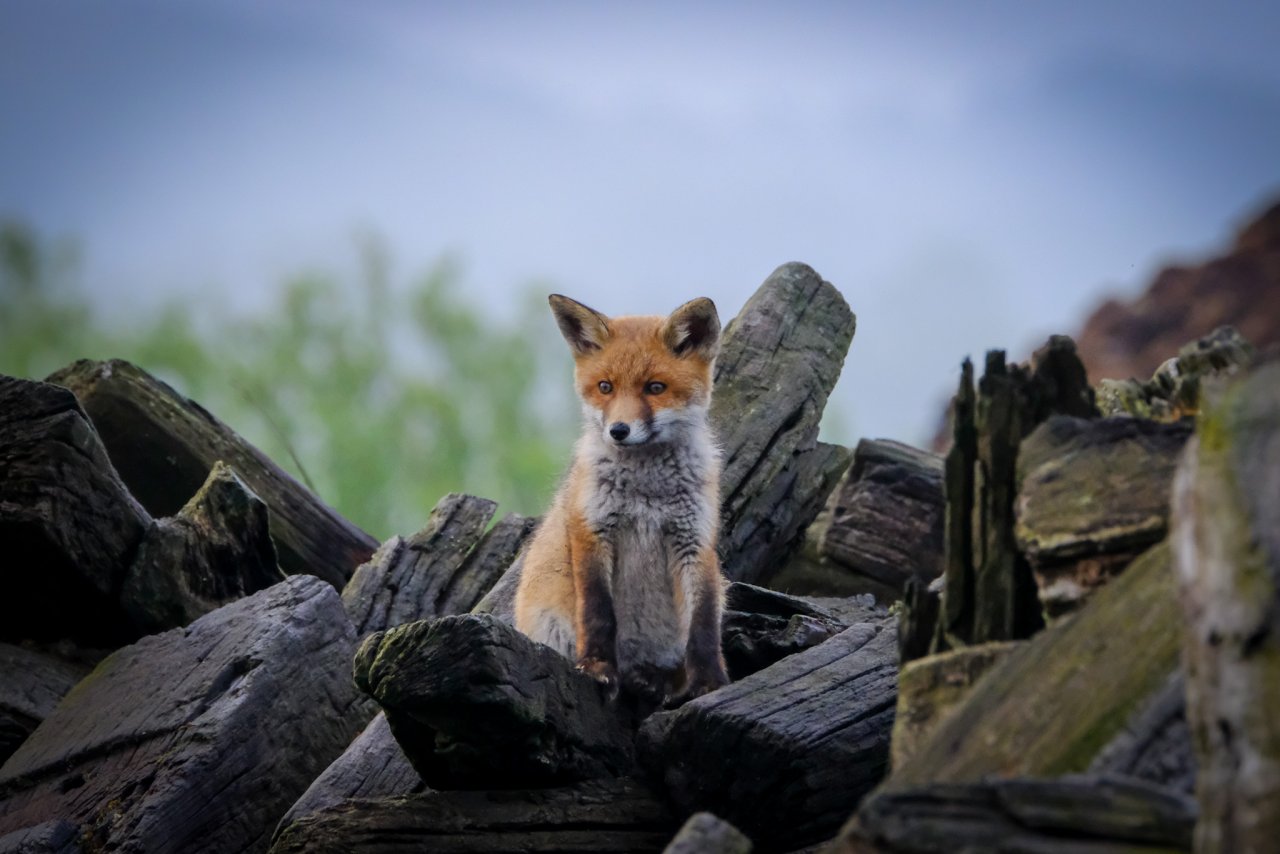Foxes, owls and moose in Lille Vildmose, Denmark - Europe - Safaritalk