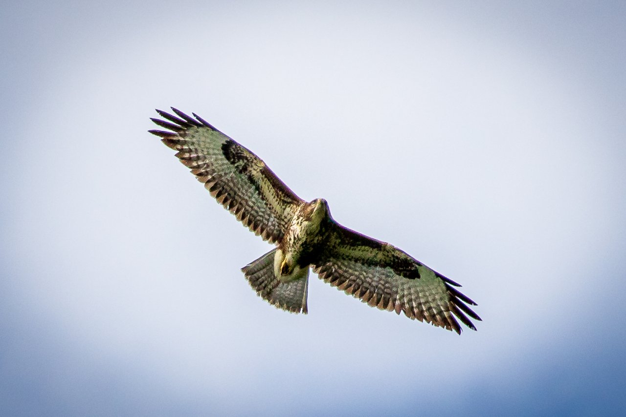 Michael´s Fifth Year - Page 31 - Big Year 2020 - Safaritalk