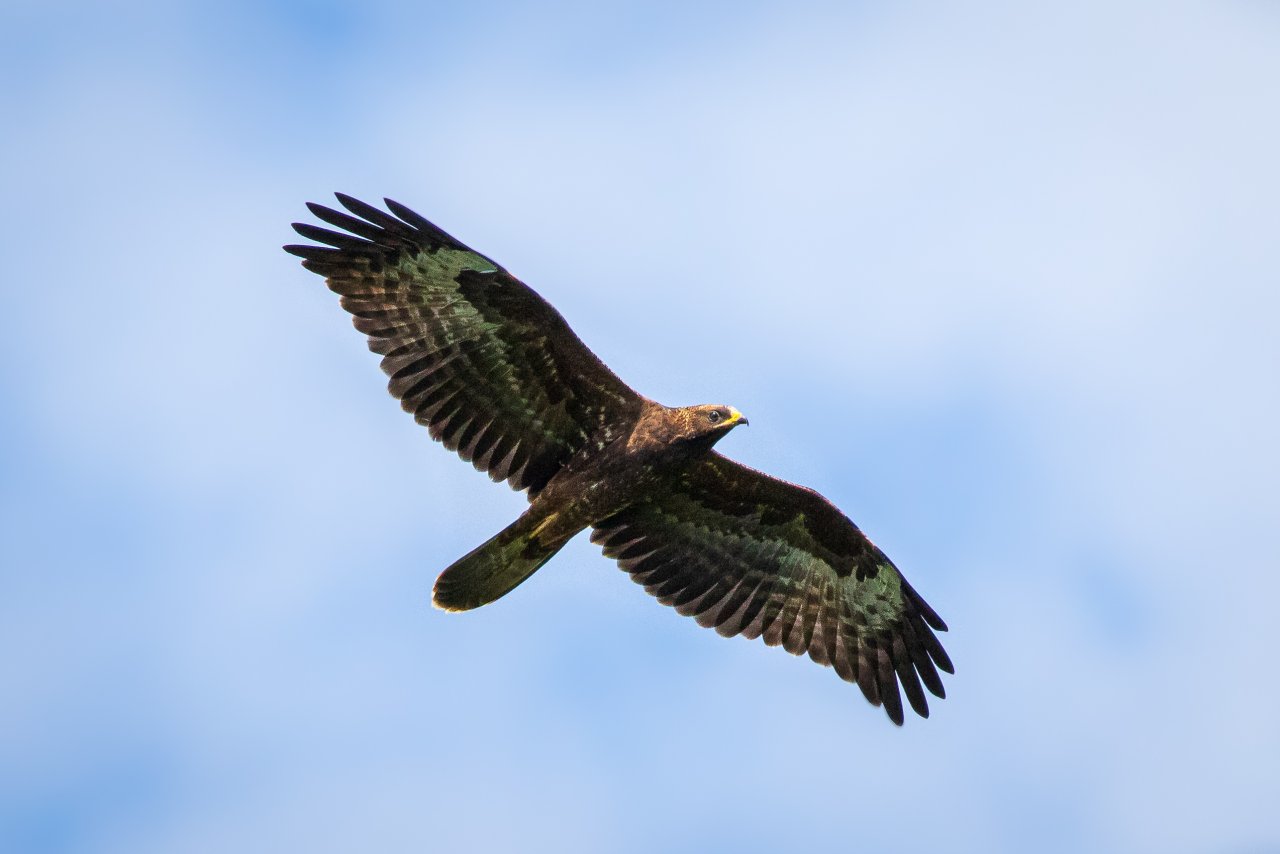 Michael´s Fifth Year - Page 31 - Big Year 2020 - Safaritalk