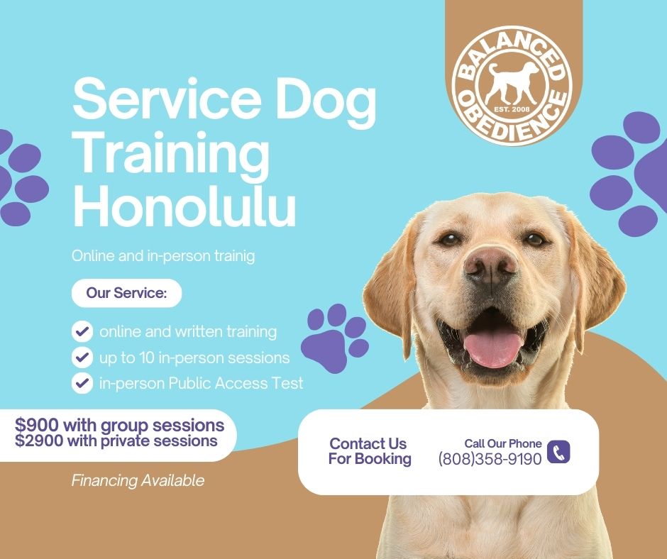 Oahu & Online Service Dog Training. How to Train Your Own Service Dog.