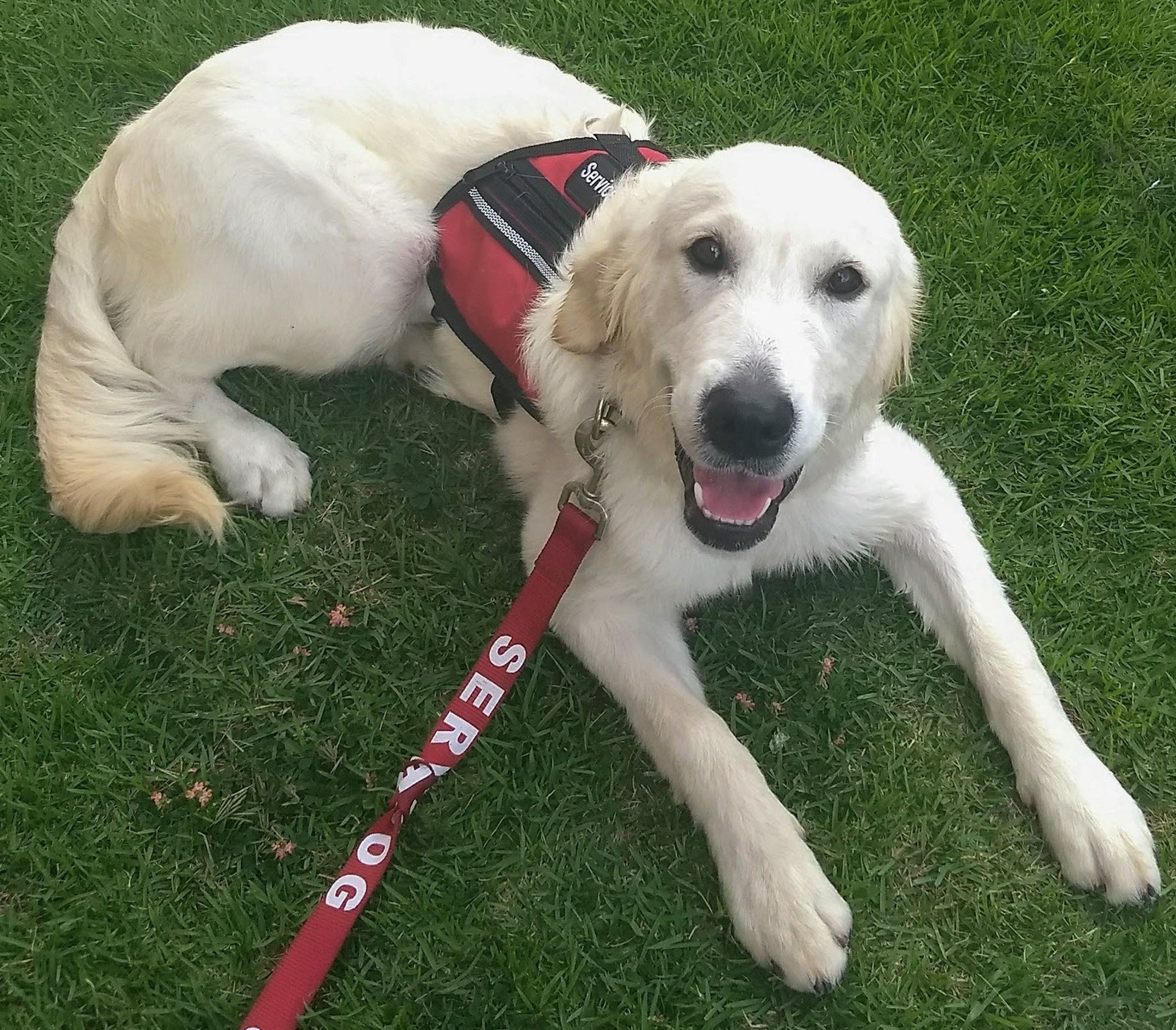 Oahu & Online Service Dog Training. How to Train Your Own Service Dog.