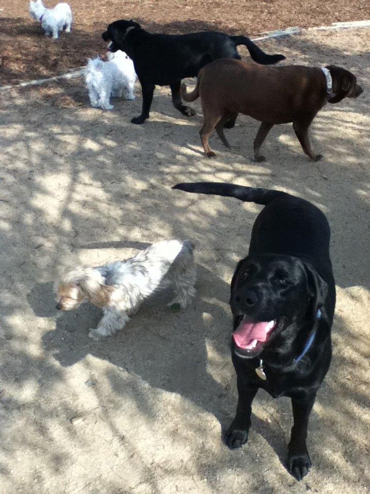 Lauri Crossman from Santa Ynez Valley Union High School - Classmates