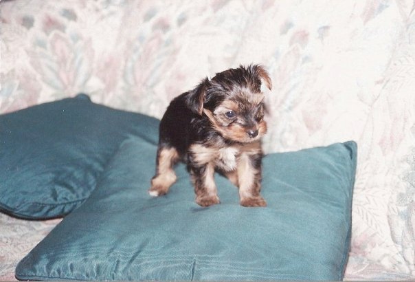 Jill Baltes from Charles City High School - Classmates