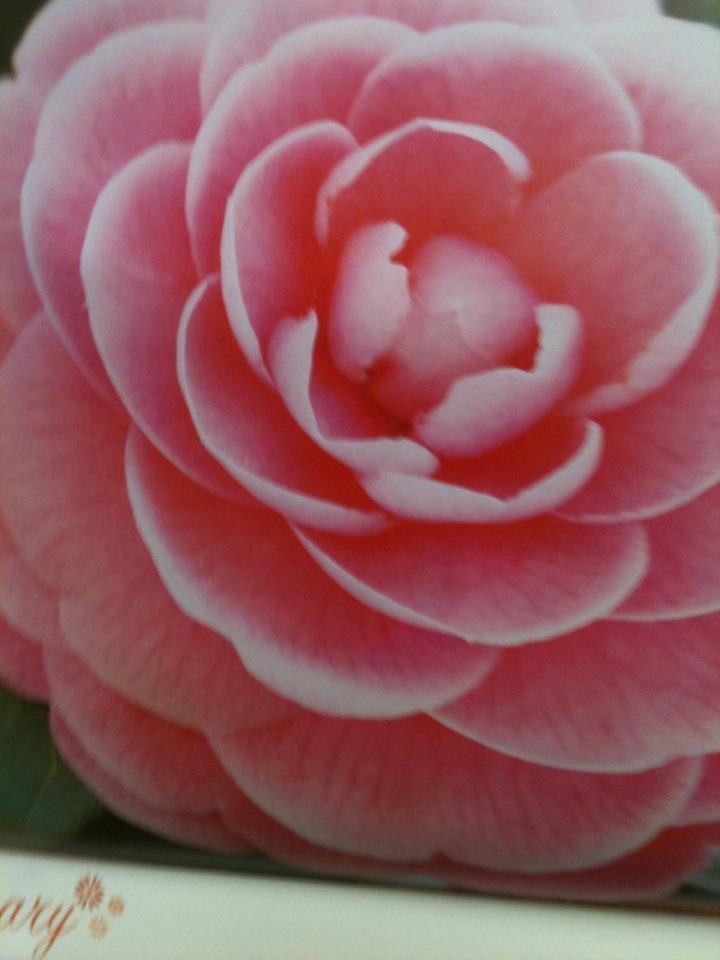 Barbara Minton from Edmonson County High School - Classmates