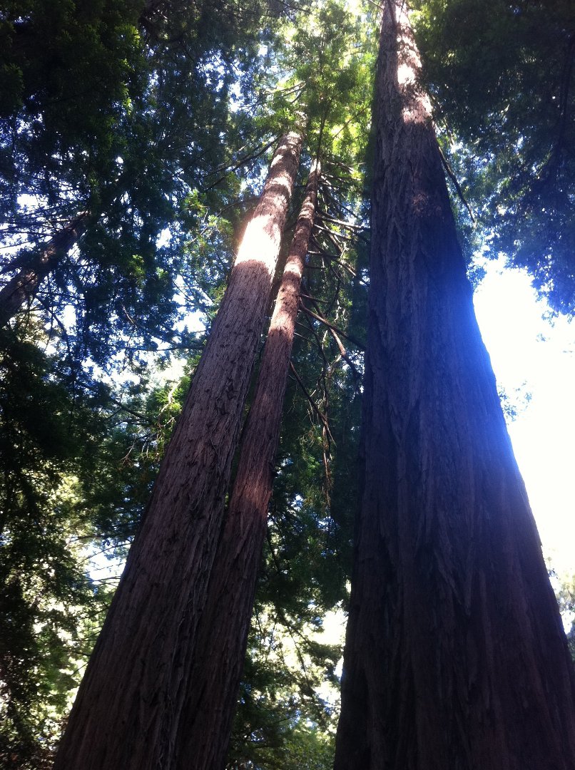 Fran Rodenburg-Syracuse from Illiana Christian High School - Classmates